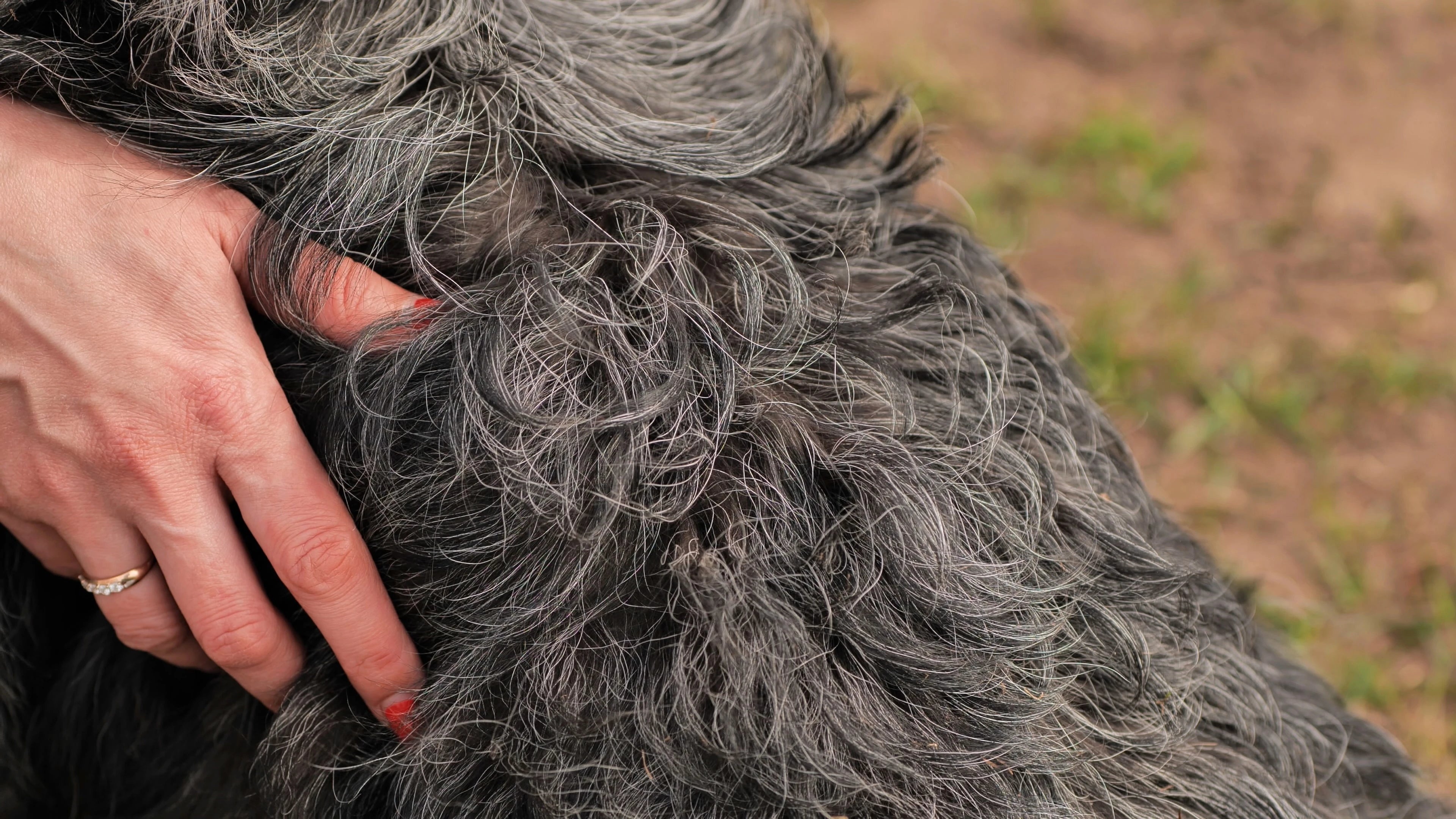 skin & coat – Fettle