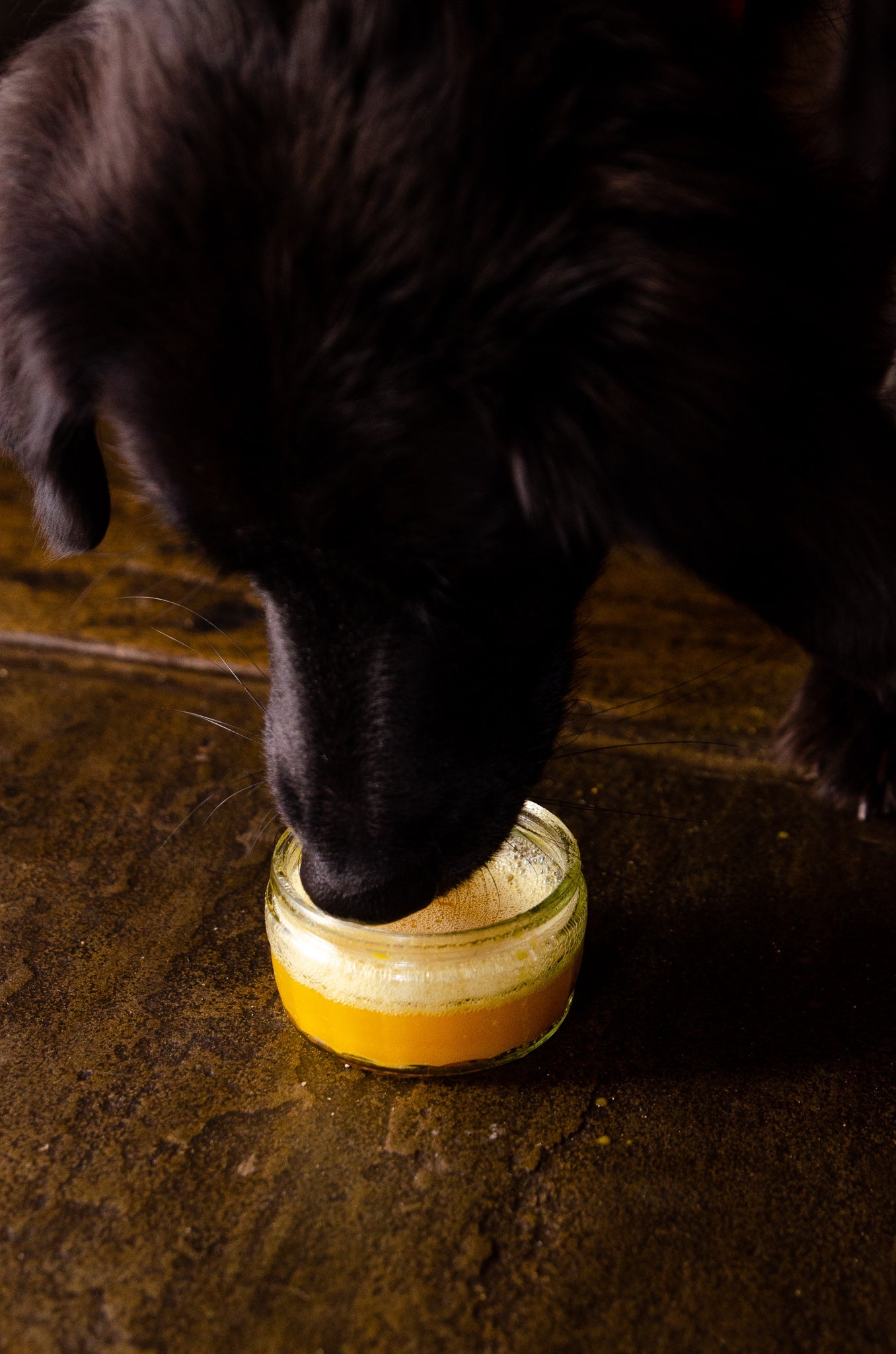 Pure Pumpkin Powder for Dogs | 250g – Fettle